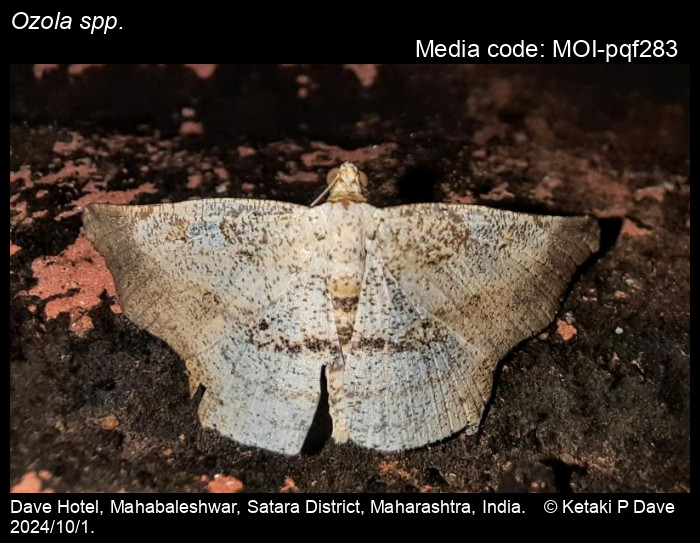 Ozola spp. | Moths